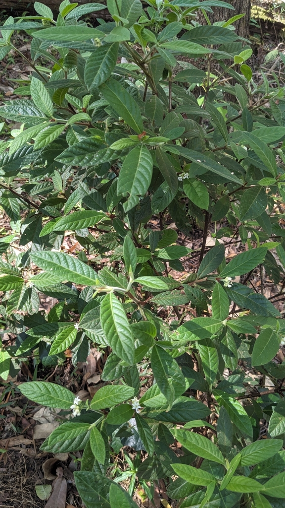 Hairy Psychotria from Redbank Creek QLD 4312, Australia on December 28 ...