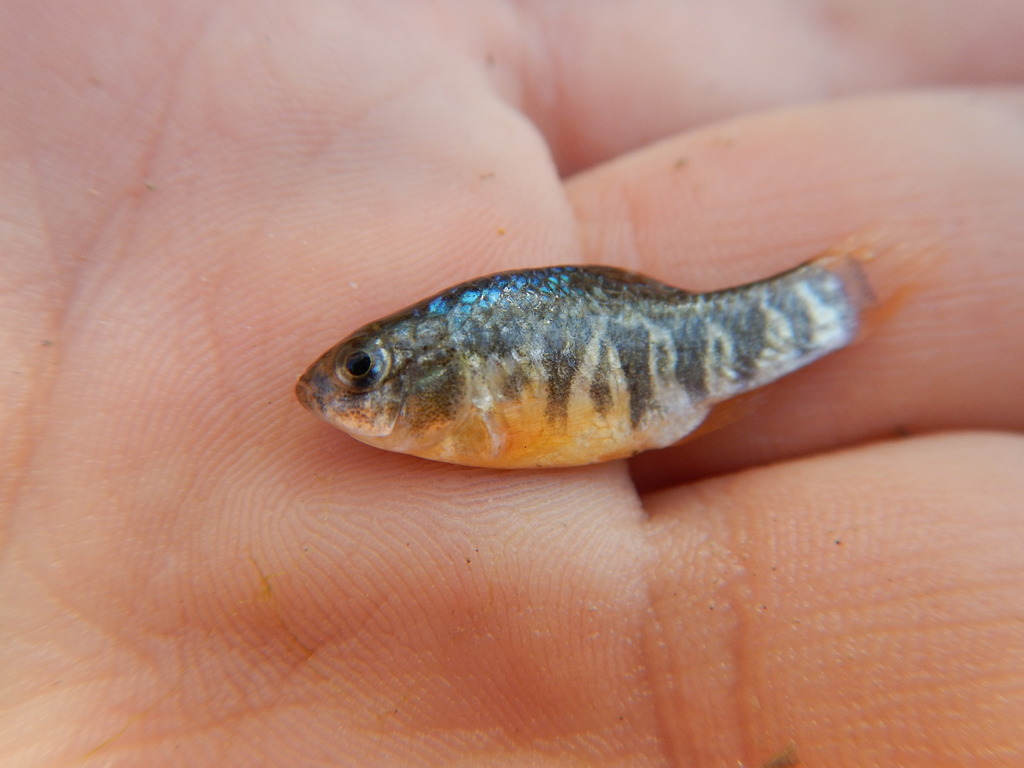 Sheephead Minnow (Cyprinodon variegatus variegatus) - Marine Life ...
