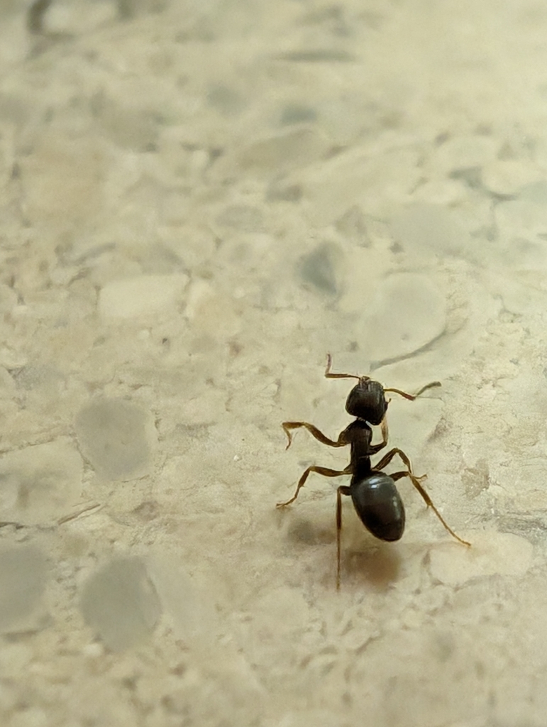Odorous House Ant in December 2023 by David Hedden · iNaturalist