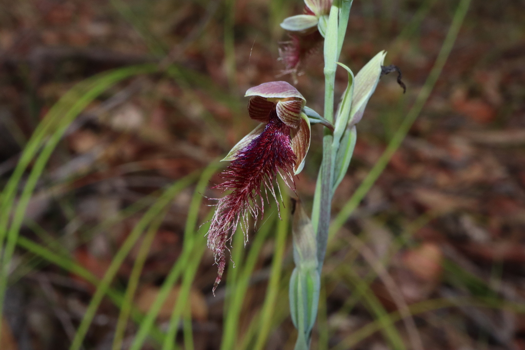 Late Bearded Orchid from Sydney NSW, Australia on December 28, 2023 at ...
