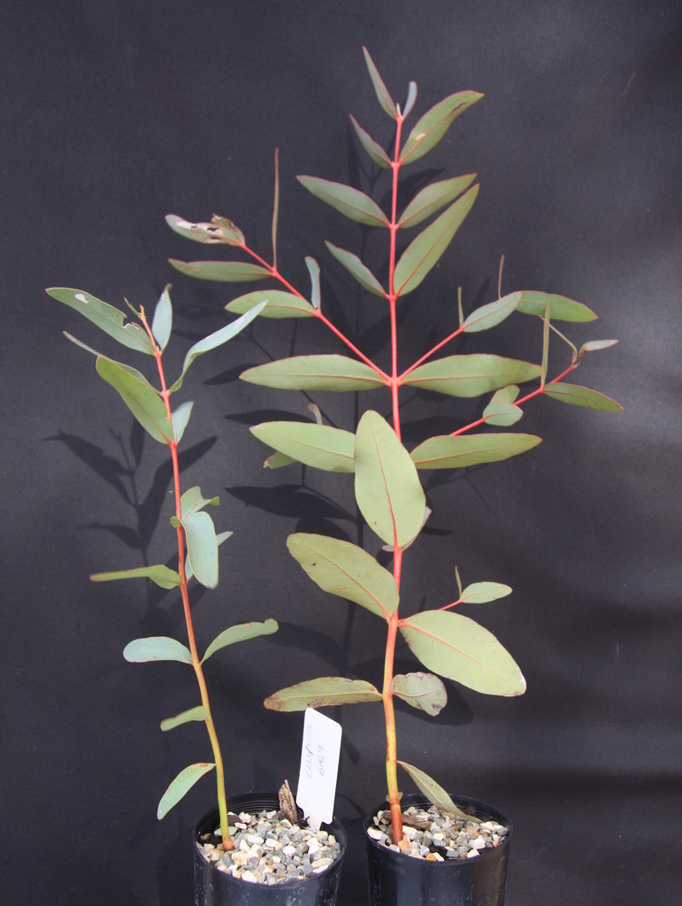 (Eucalyptus elliptica) - Botanical Realm