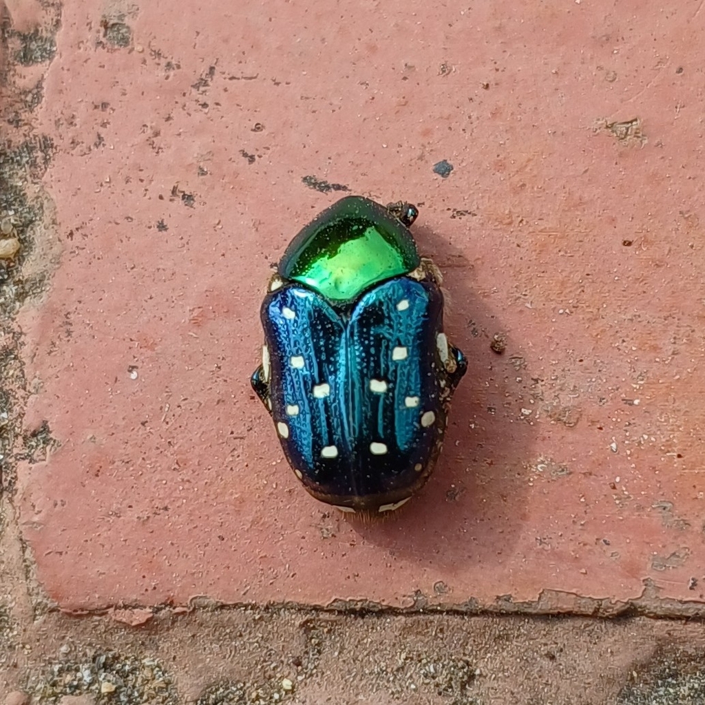 Clinteria coerulea from MCHS Colony, Stage 2, BTM Layout on December 28 ...