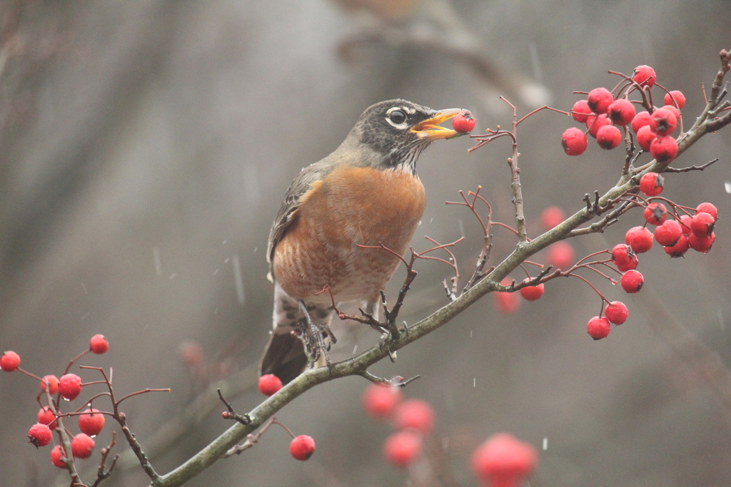 American Robin in December 2023 by dinomama789 · iNaturalist