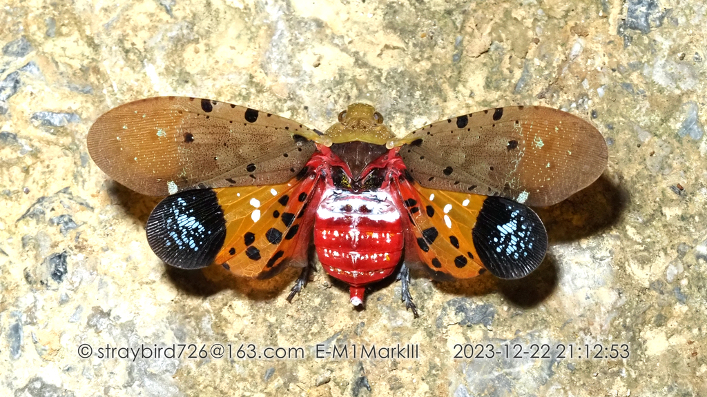 Penthicodes atomaria from 中国云南省文山壮族苗族自治州马关县 on December 22, 2023 at 09: ...