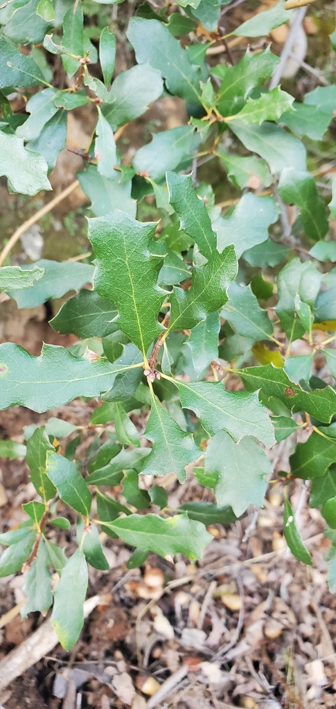 California scrub oak from Cleveland National Forest, Riverside County ...