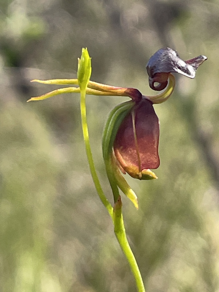 Large Flying Duck Orchid in December 2023 by polyscias099 · iNaturalist