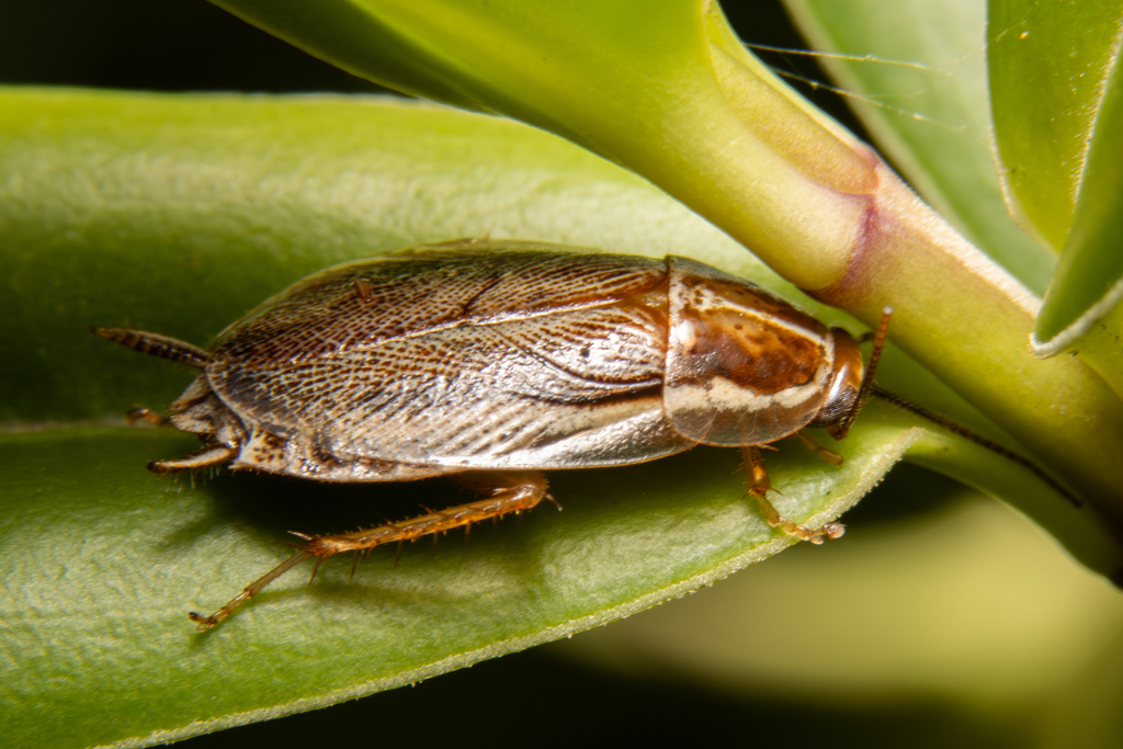 Balta spuria from Eltham VIC 3095, Australia on December 28, 2023 at 04 ...