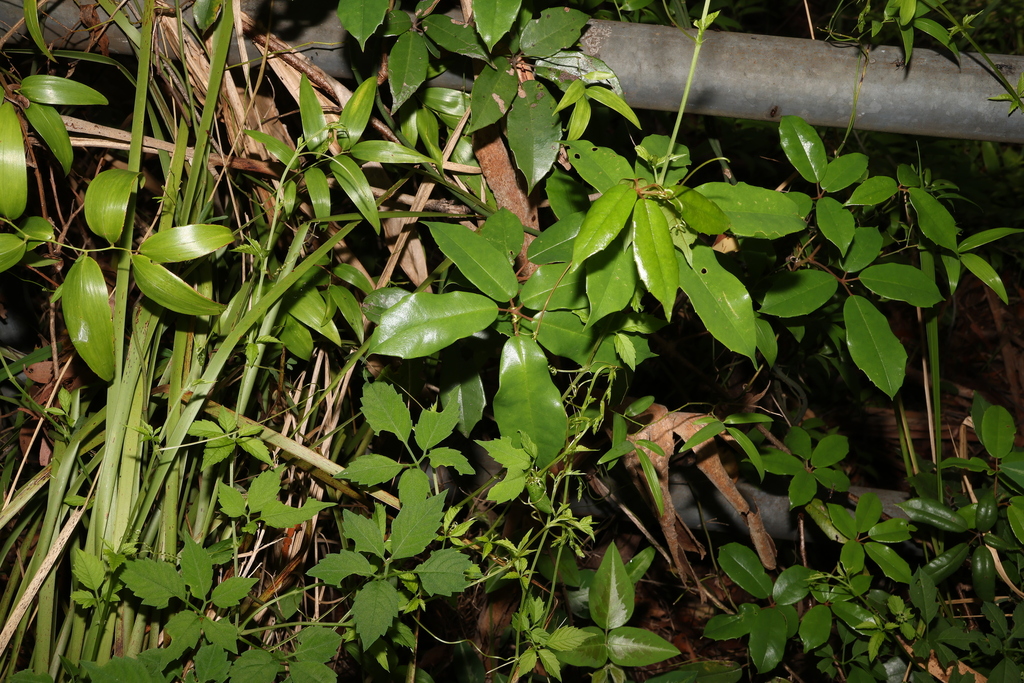 Five-Leaved Water Vine from Caboolture - Hinterland, Queensland ...