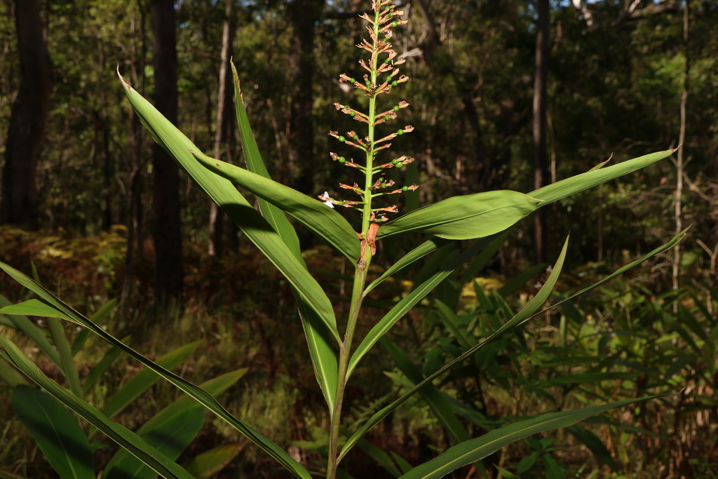 Native Ginger from Booroobin QLD 4552, Australia on December 28, 2023 ...