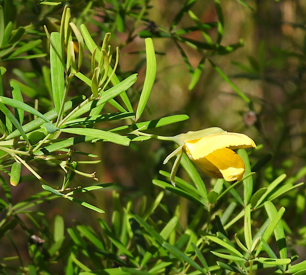 Golden Glory Pea from Venman Bushland National Park, Mount Cotton QLD ...