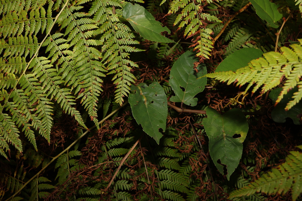 Kangaroo Vine from Booroobin QLD 4552, Australia on December 28, 2023 ...