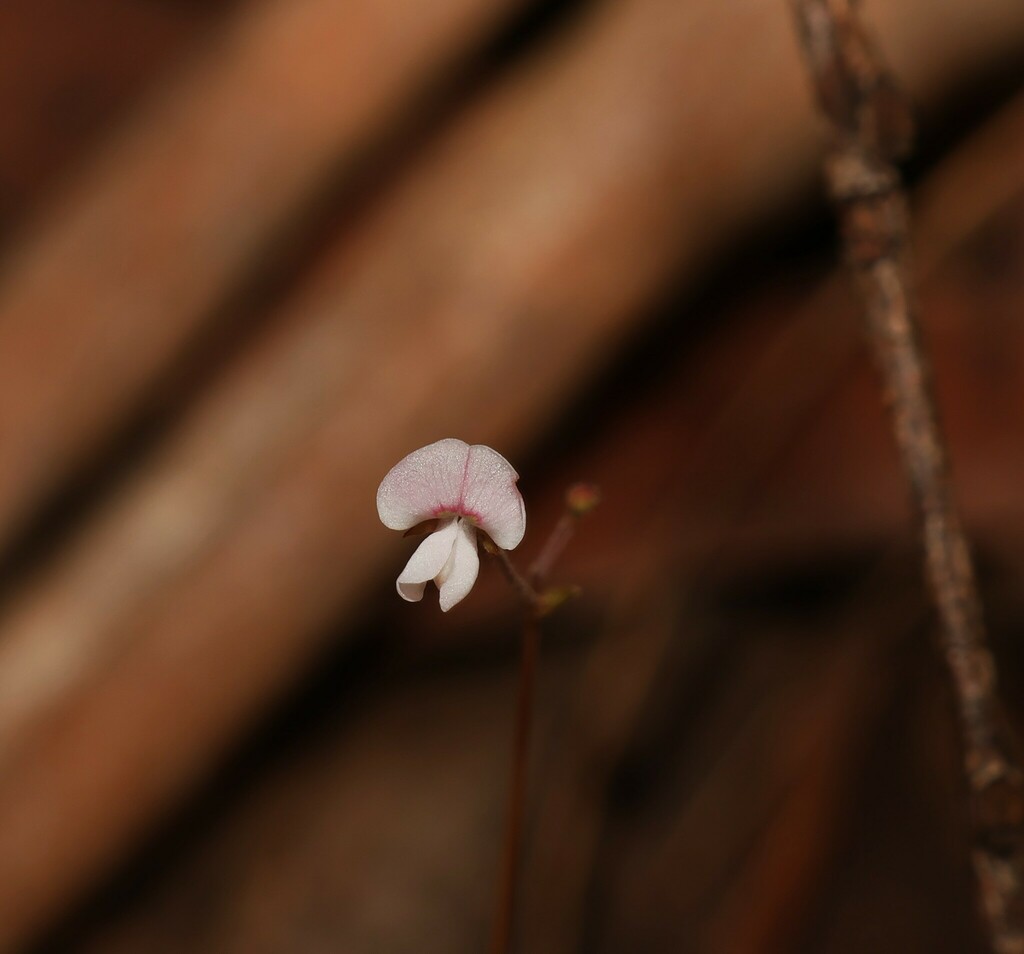 Pullenia gunnii from Booroobin QLD 4552, Australia on December 28, 2023 ...
