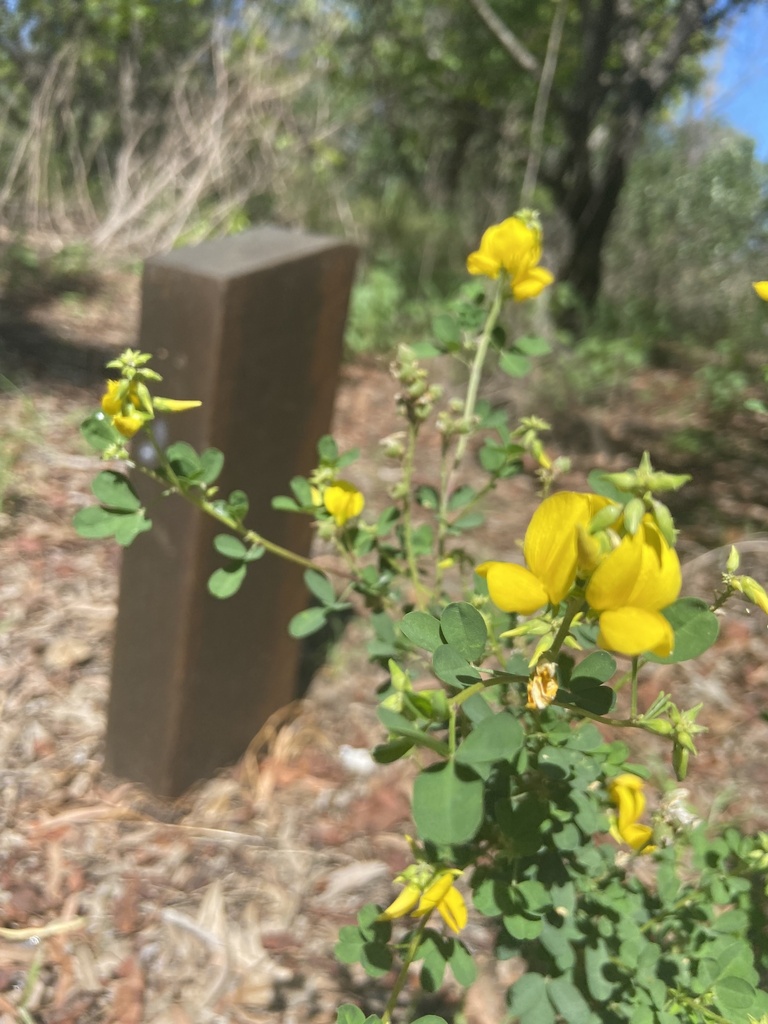 Trefoil Rattlepod from Cape Pallarenda Conservation Park, Pallarenda ...