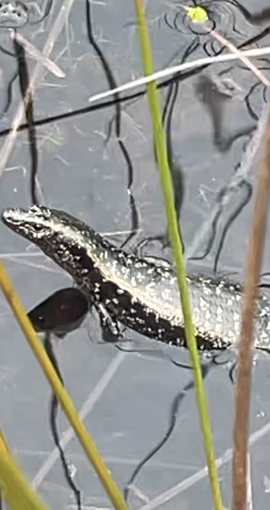 Shore Skink in December 2023 by ivyboots. In a small swamp in wetland ...