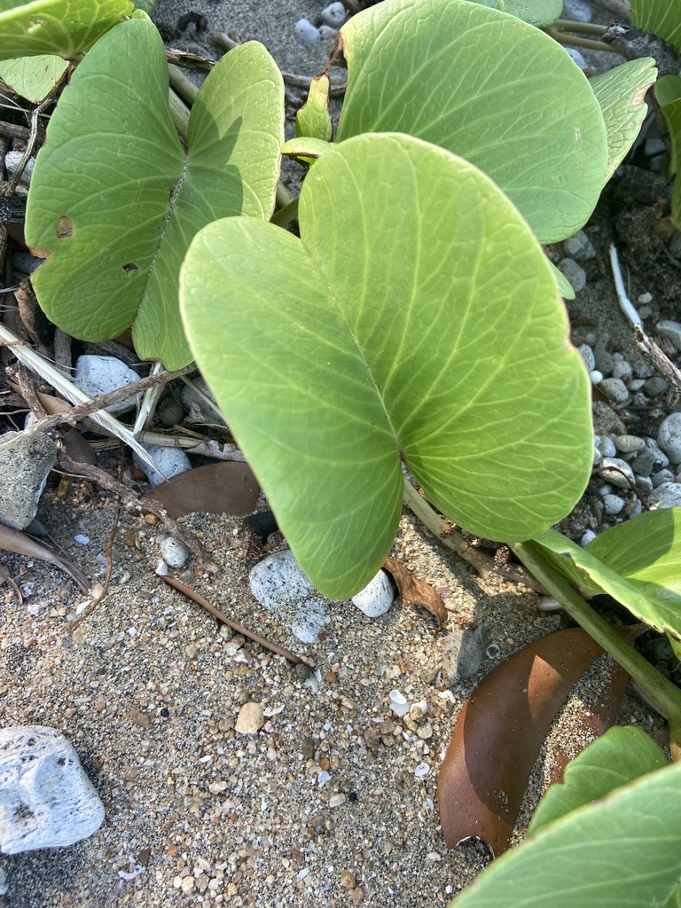 Beach Morning Glory from The Esplanade, Pallarenda, QLD, AU on December 28, 2023 at 03:44 PM by ...