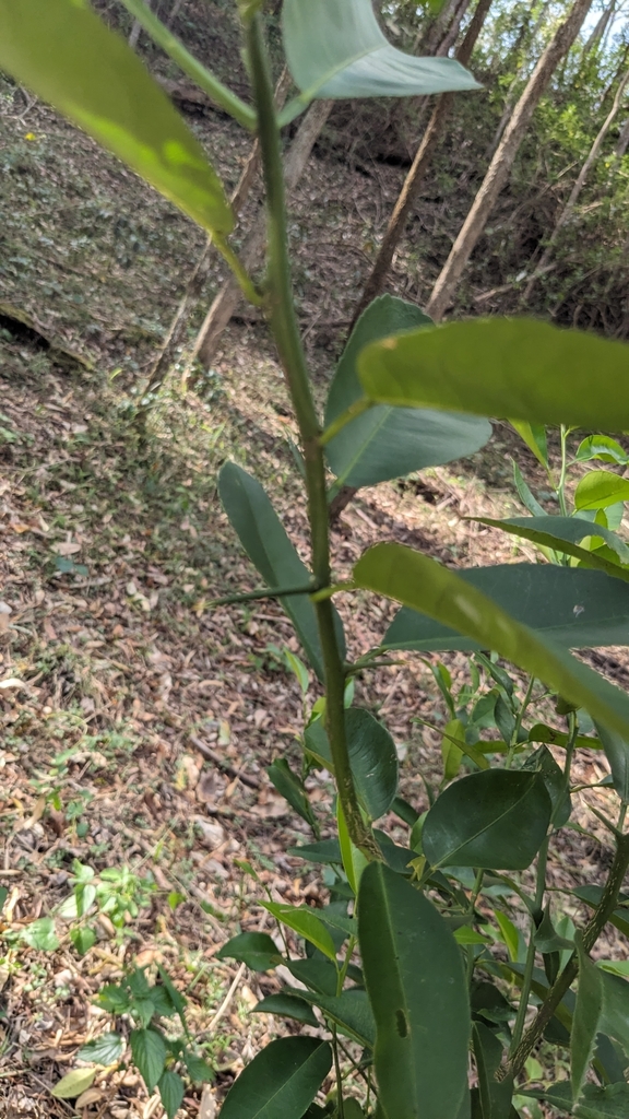 Lemon from Esk, AU-QL, AU on December 17, 2023 at 03:54 PM by Neil Huth ...