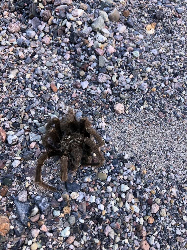 Desert Tarantula from Death Valley National Park, Death Valley, CA, US ...