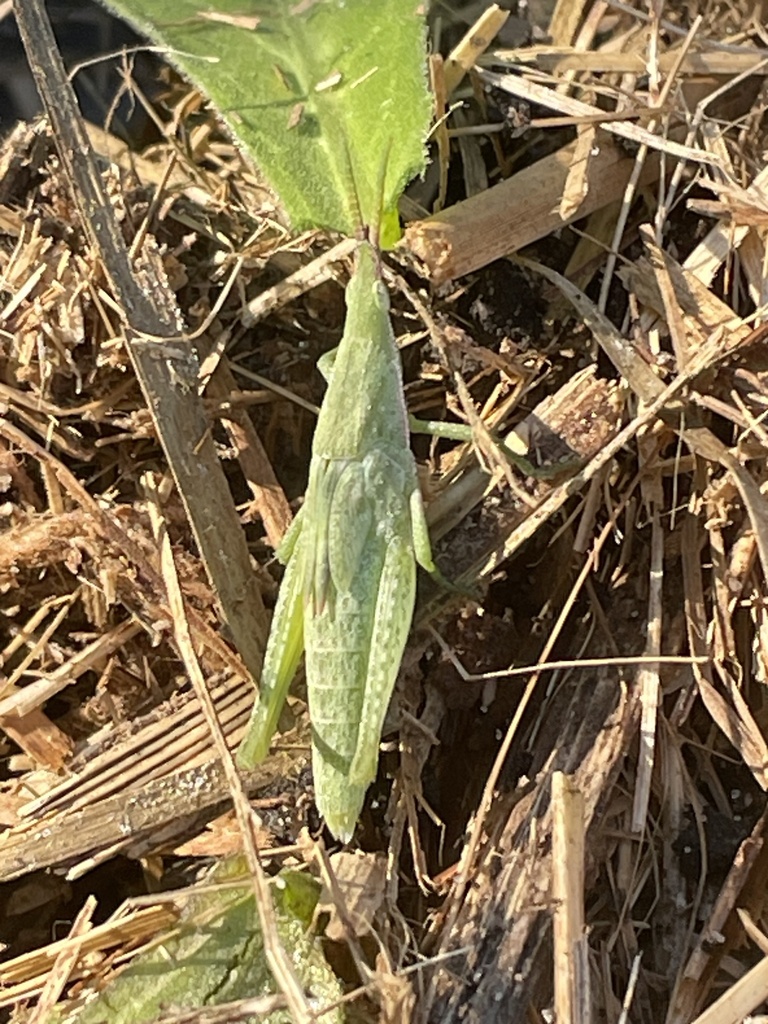 Atractomorpha in December 2023 by TJ Jones · iNaturalist