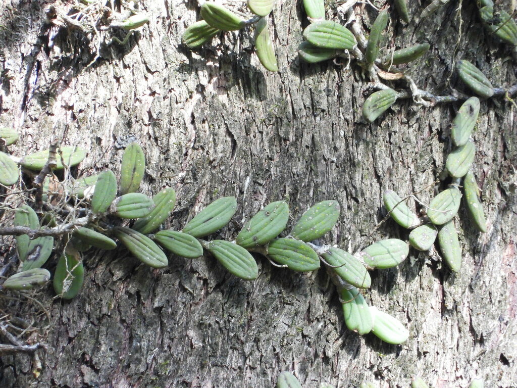 tongue orchid in December 2023 by Neil Huth · iNaturalist