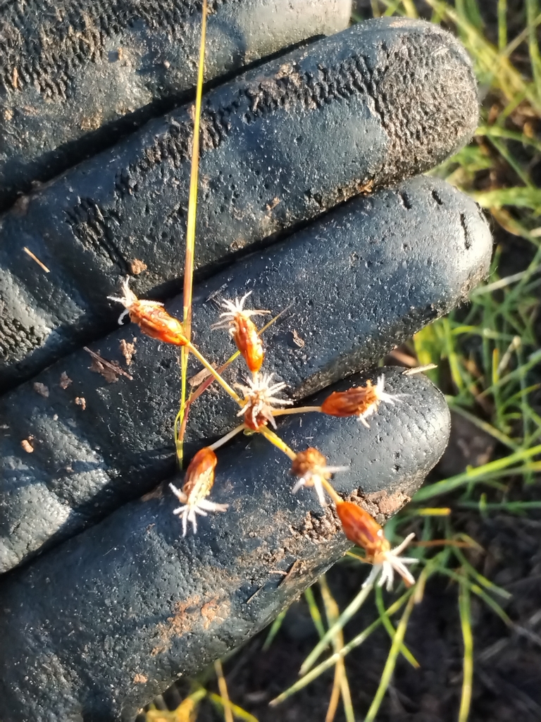 Common Fringe-rush in December 2023 by bursar · iNaturalist
