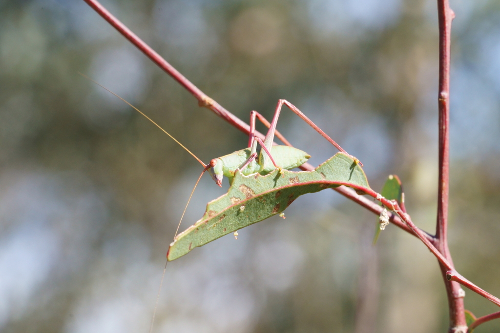 Torbia in December 2023 by nick_d38 · iNaturalist
