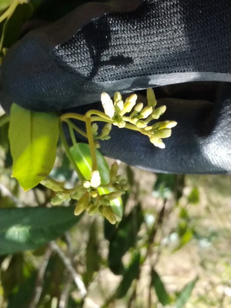 Common Milk Vine in December 2023 by bursar · iNaturalist