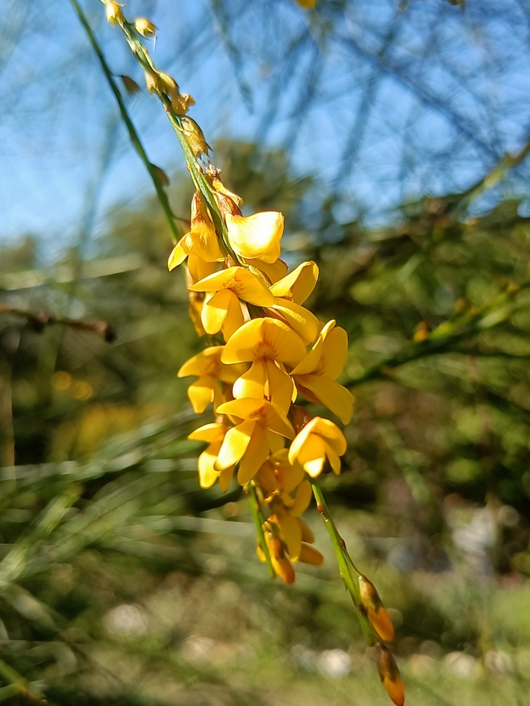 native broom from Onkaparinga - Hills, AU-SA, AU on December 27, 2023 ...