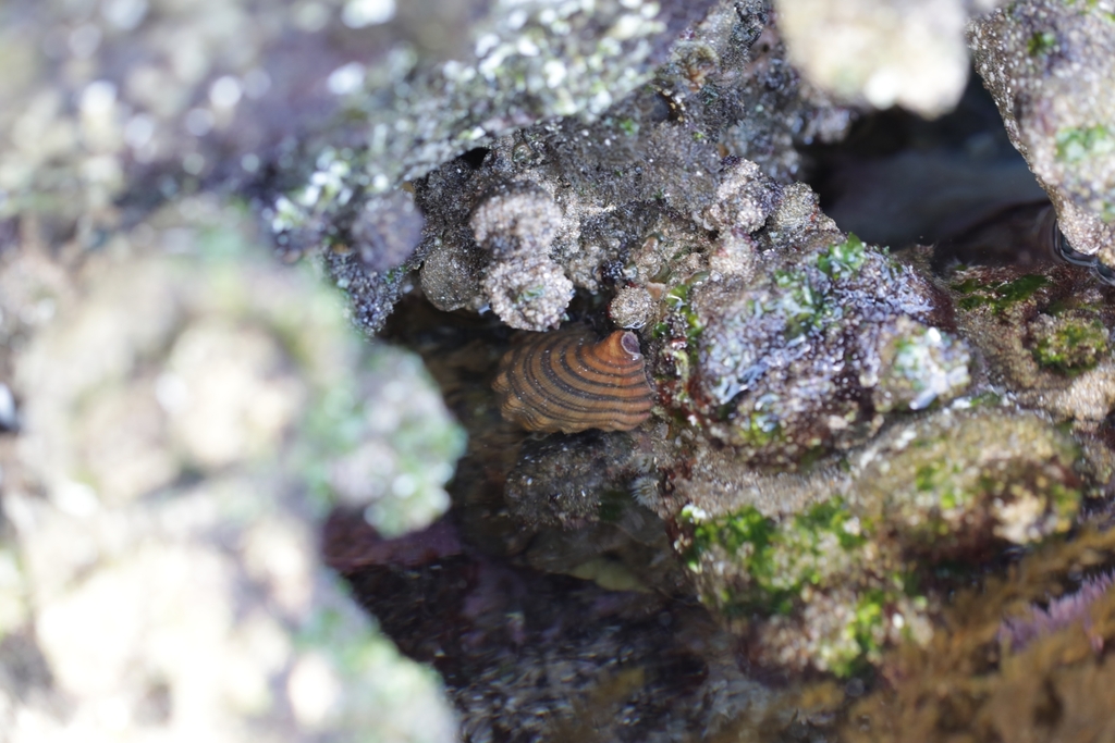 Spengler's Trumpet Snail from Australia on December 28, 2023 at 02:21 ...
