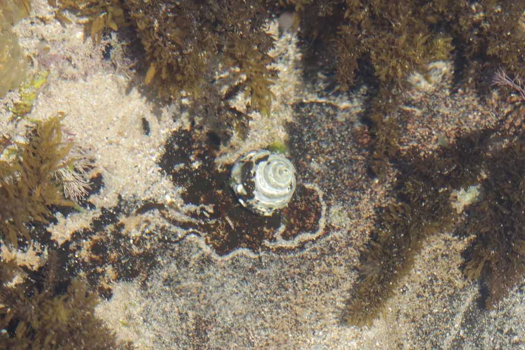 Common Tent Shell from Australia on December 28, 2023 at 02:23 PM by ...