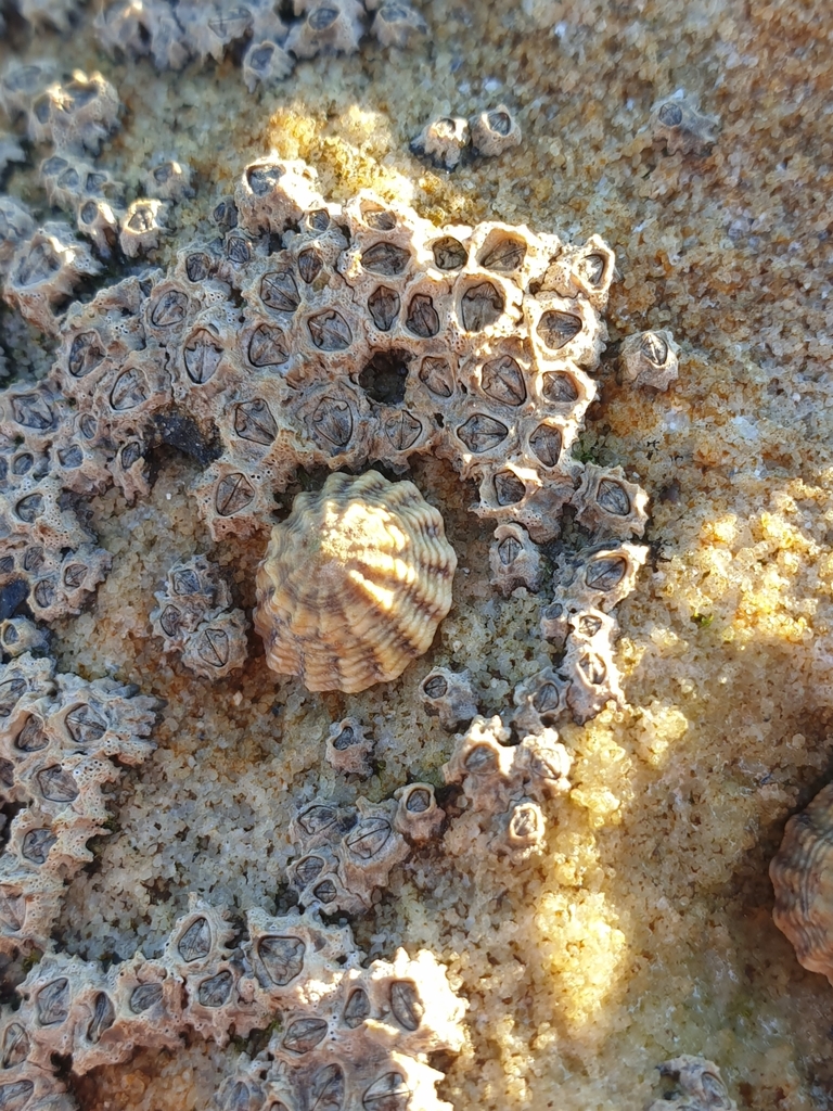 Bembicium from Eastbourne Ave near Burrows Park, Clovelly NSW 2031 ...