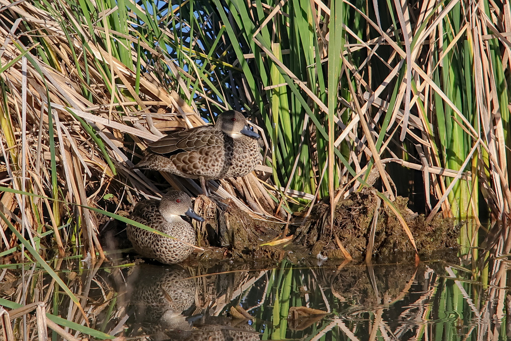 Chestnut Teal from Melbourne VIC, Australia on December 23, 2023 at 07: ...