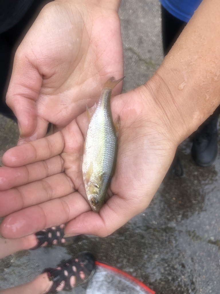 Golden Shiner in April 2019 by scincus. Other observations of this ...