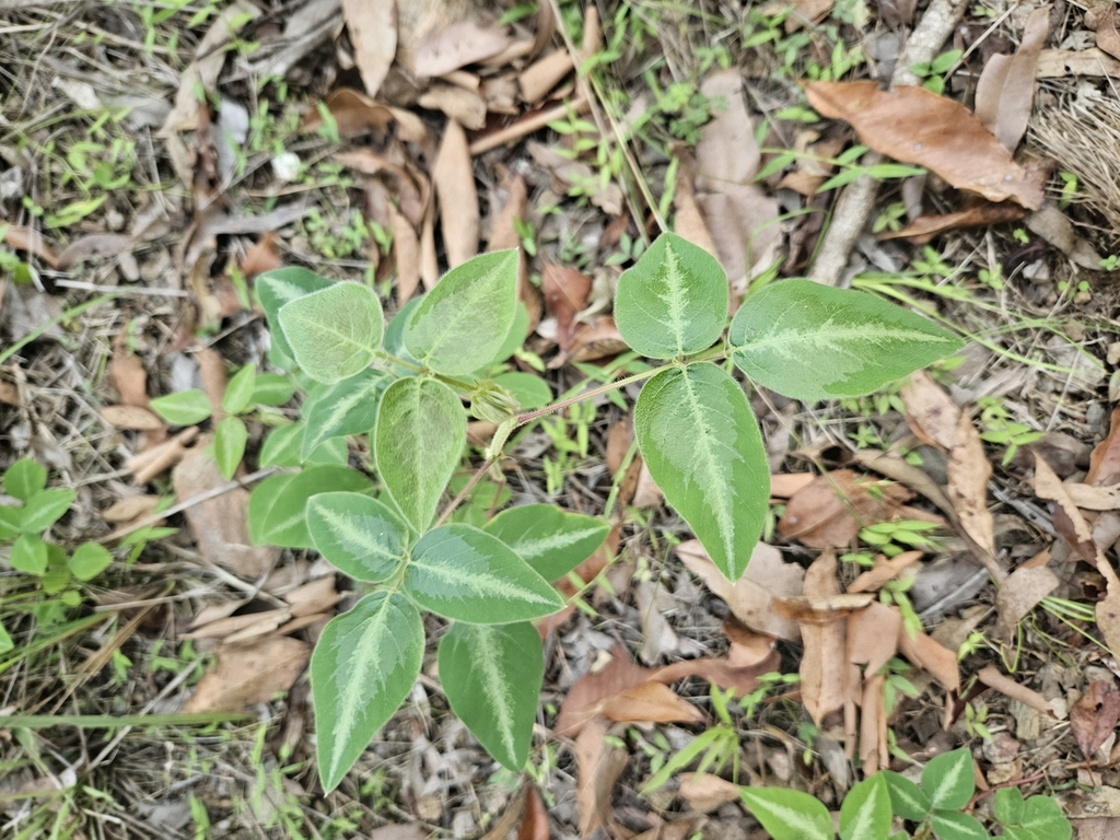 Silverleaf Desmodium from Ferny Hills QLD 4055, Australia on December ...
