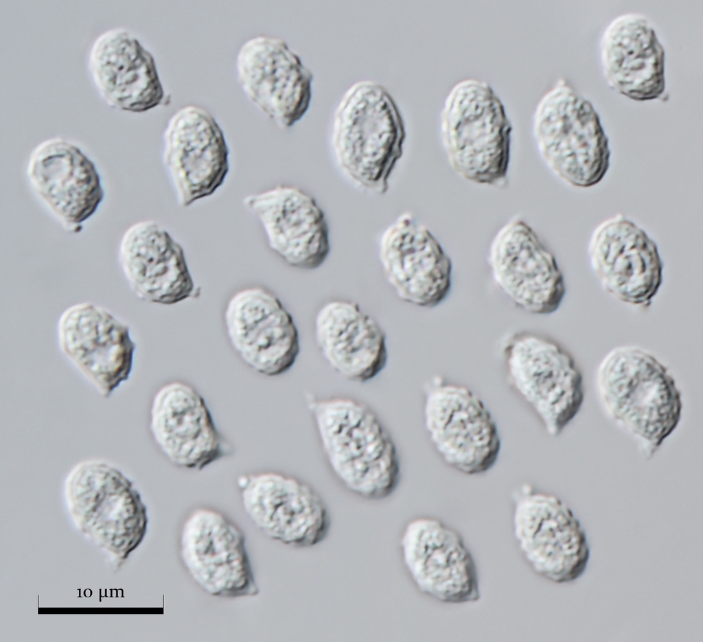 Rhodophana from Half Moon Bay, CA 94019, USA on December 23, 2023 at 06 ...