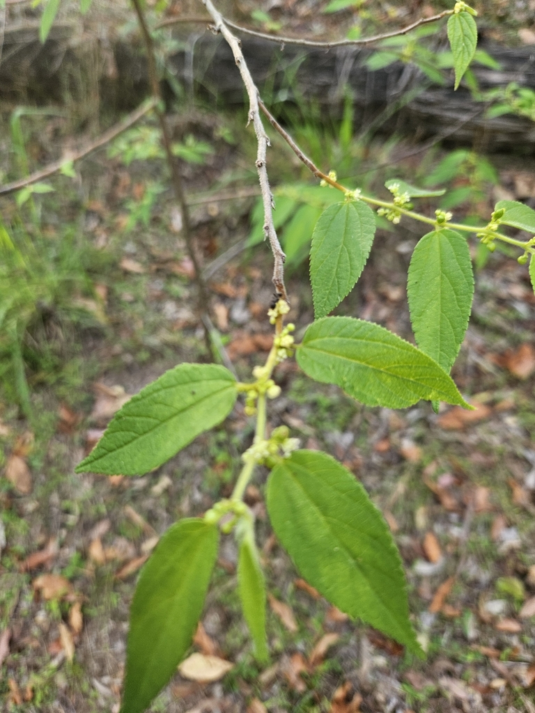 Nettle Tree from Ferny Hills QLD 4055, Australia on December 28, 2023 ...