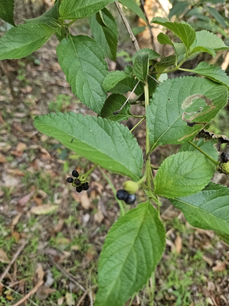 common lantana from Ferny Hills QLD 4055, Australia on December 28 ...