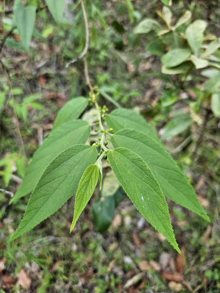 Nettle Tree from Ferny Hills QLD 4055, Australia on December 28, 2023 ...