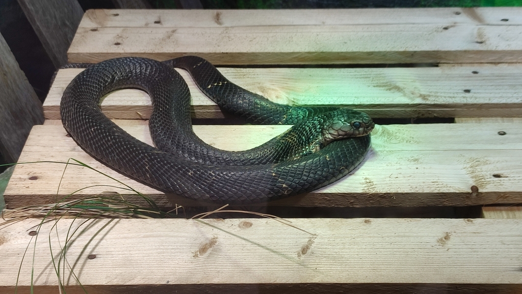 Chinese Cobra from 116台灣台北市文山區貓空 on December 23, 2023 at 02:04 PM by ...