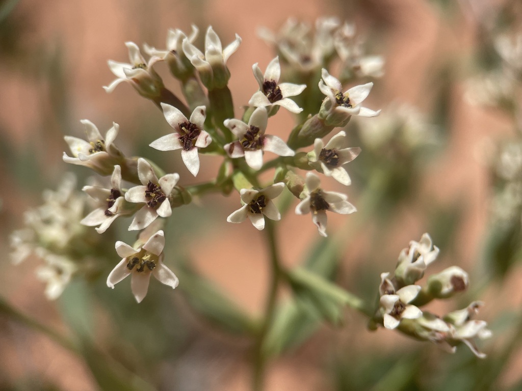 western comandra from Wayne County, UT, USA on May 27, 2023 at 12:01 PM ...