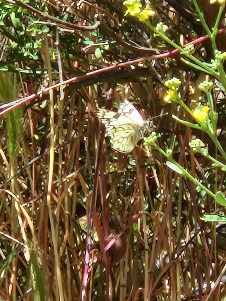 Phulia from Huiliches Department, Neuquén Province, Argentina on ...
