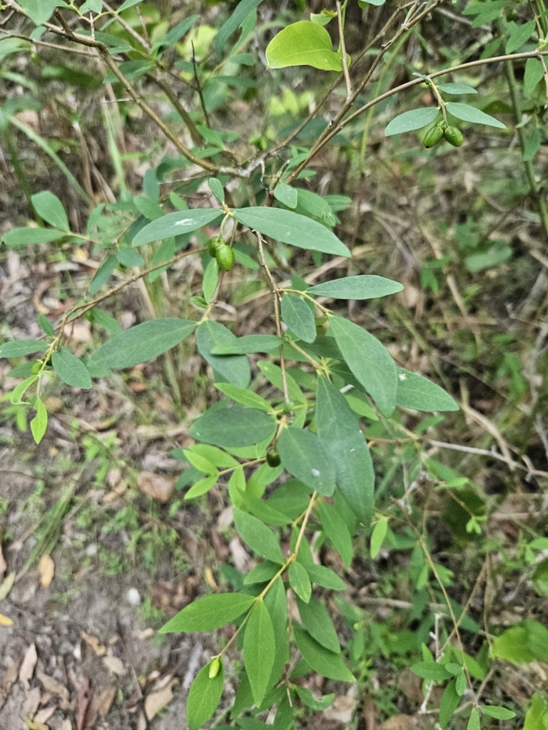 Bootlace Plant from Ferny Hills QLD 4055, Australia on December 28 ...