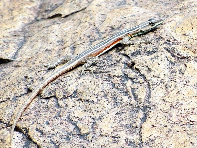 Lebombo Flat Lizard from Mlawula Nature Reserve, rhino pools on ...