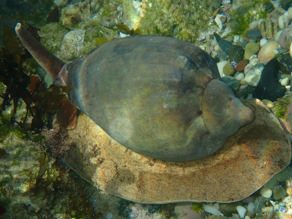 Magnificent Volute from Sandy Beach NSW 2456, Australia on December 28 ...