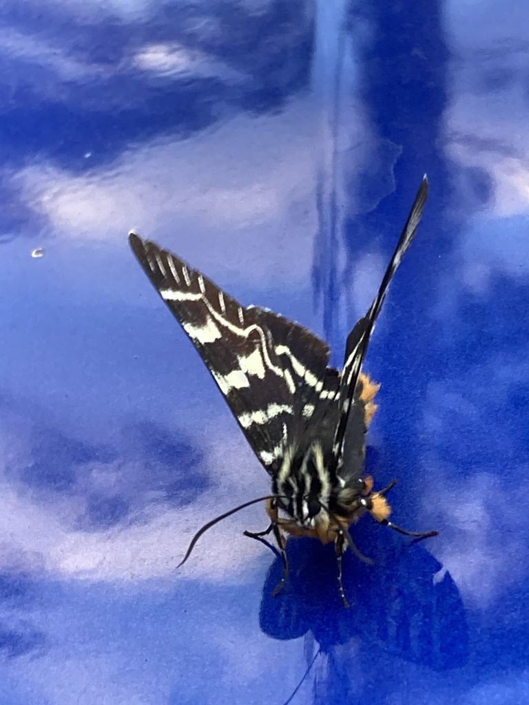 Mistletoe Moth from Shallow Bay Rd, Coomba Bay, NSW, AU on December 28 ...
