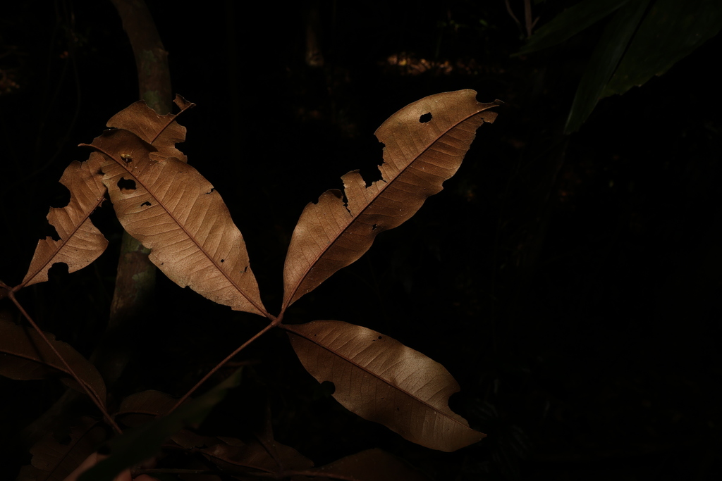 Heritiera from Booroobin QLD 4552, Australia on December 28, 2023 at 09 ...