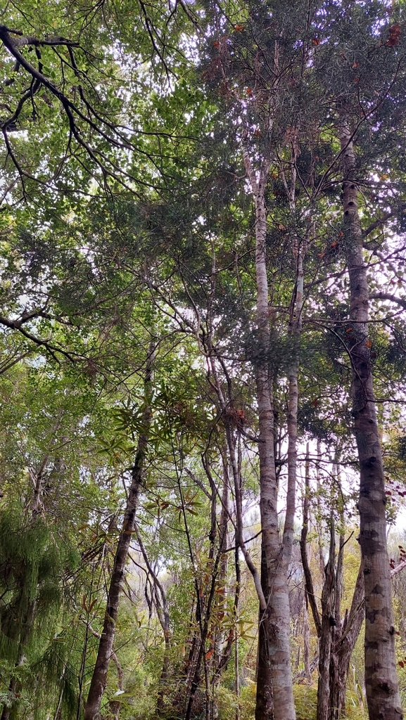 manoao from 7073, New Zealand on December 28, 2023 at 05:58 PM by Noah ...