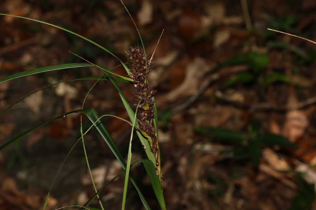 Red-berried Saw-sedge from Booroobin QLD 4552, Australia on December 28 ...