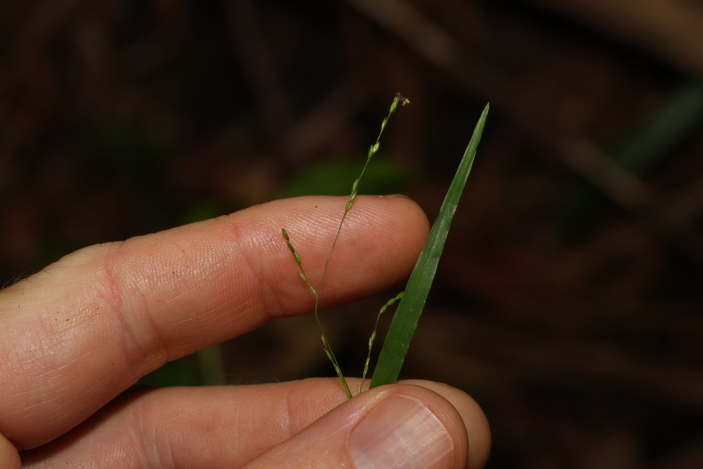 Ottochloa gracillima from Booroobin QLD 4552, Australia on December 28 ...