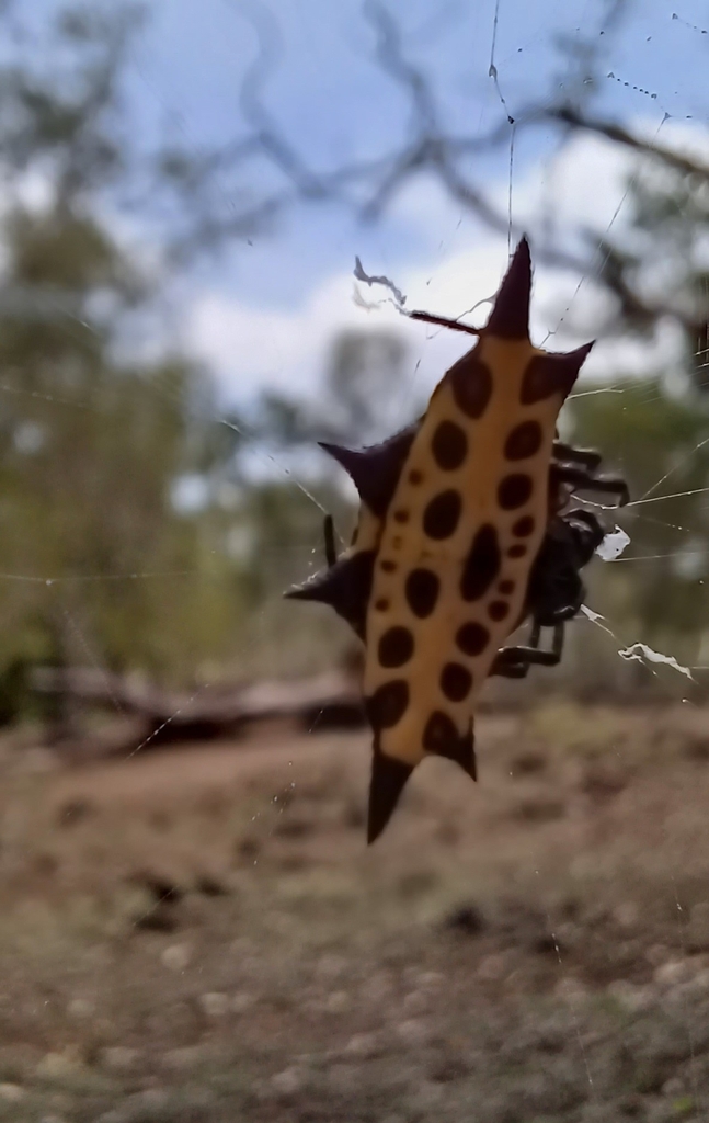Christmas spider from Oecusse, Timor-Leste on December 27, 2023 at 10: ...