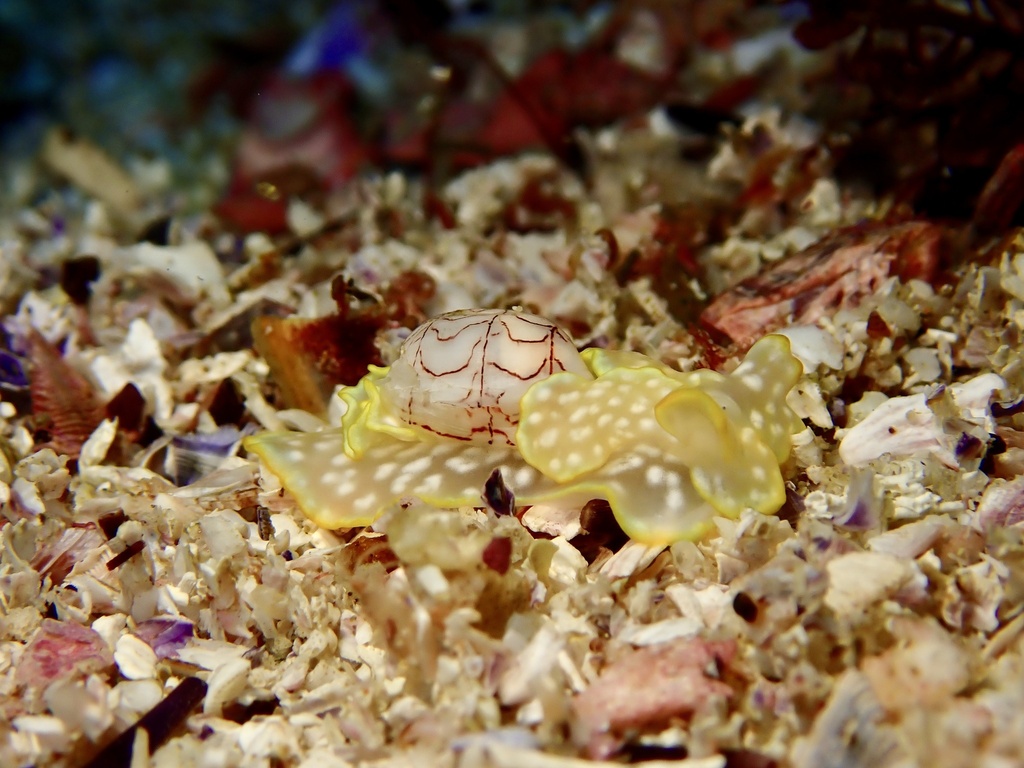 Micromelo scriptus from Tasman Sea, Sandy Beach, NSW, AU on December 28 ...